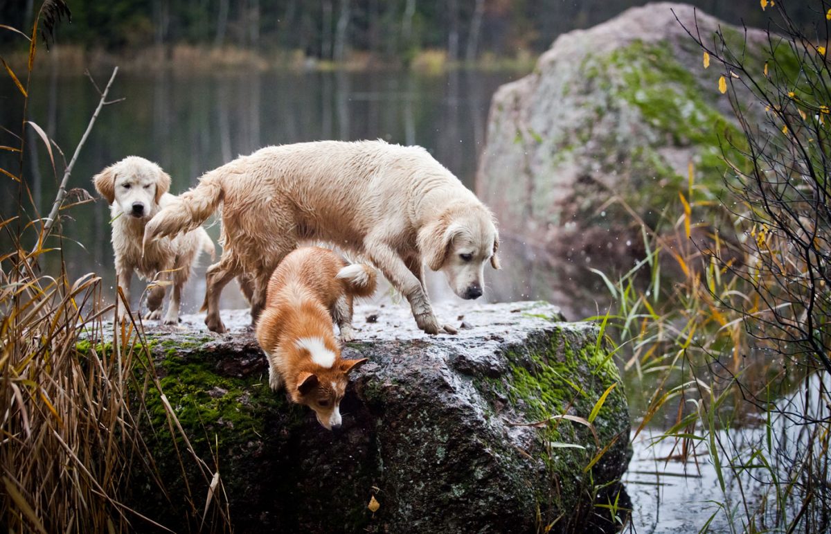Small Animal - Vet in Pocatello | Alpine Animal Hospital