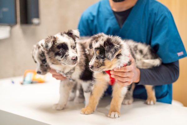 Foreign Object Removal Surgery: What to Do When Your Pet Swallows ...