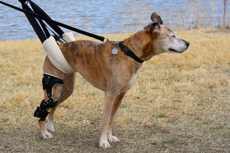A Guide to Canine Cruciate Ligament Surgery: Diagnosis, Treatment, and ...